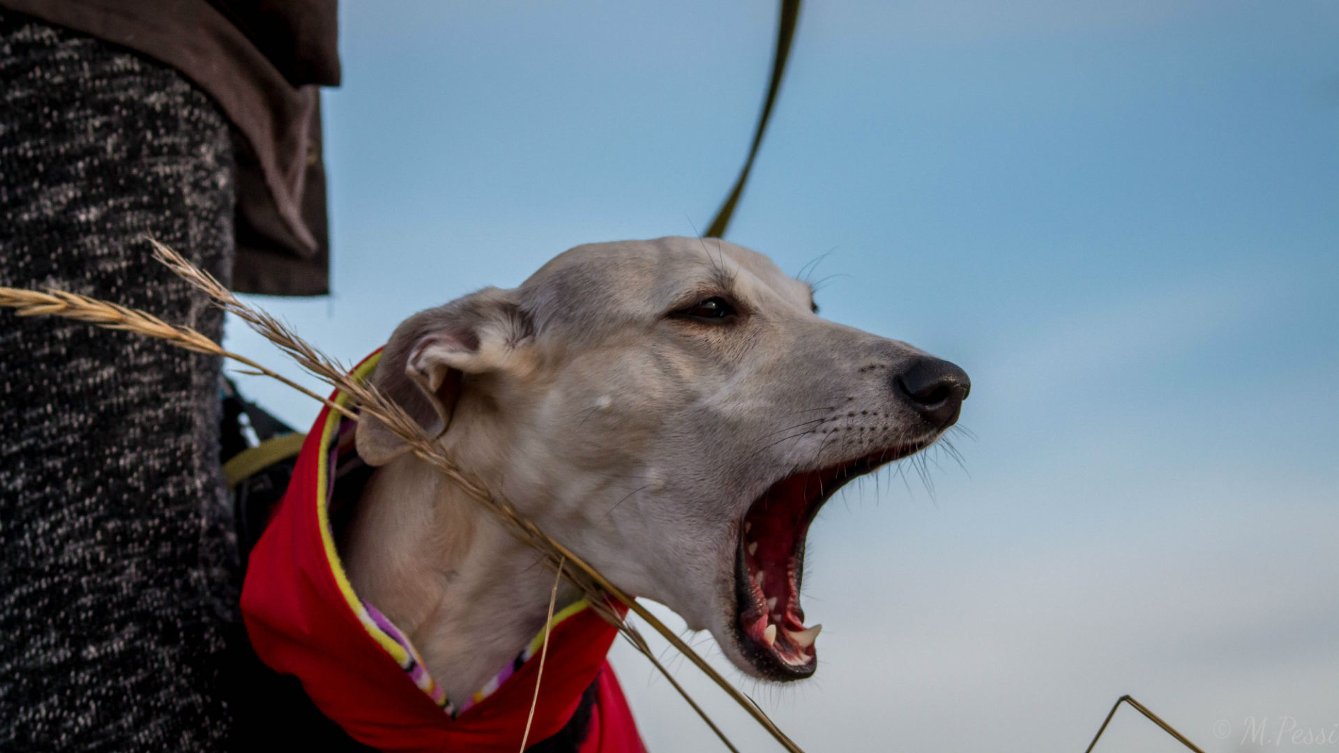 Whippet - Whippet-Harrastajat ry